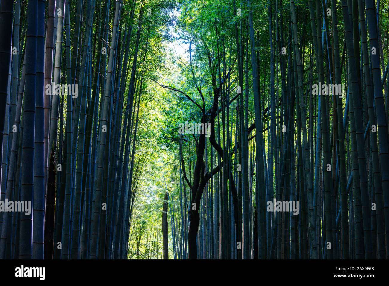 Arashiyama Bamboo Forest in Southern Kyoto Japan Stock Photo - Alamy