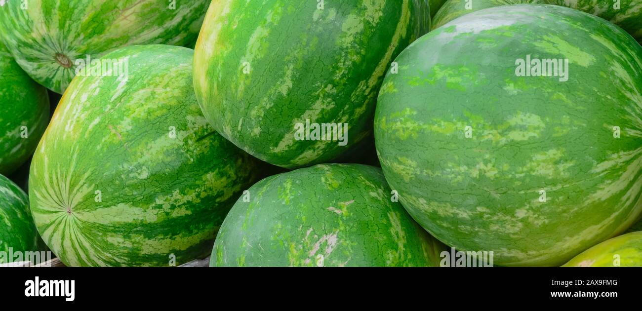 Panoramic background bunch of raw whole watermelons at farmer market in ...