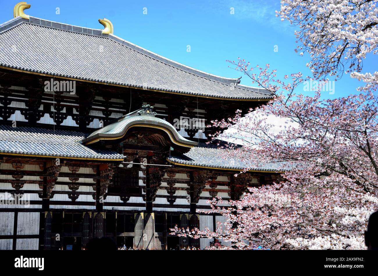 The great temple is surrounded by flowering branches Stock Photo - Alamy