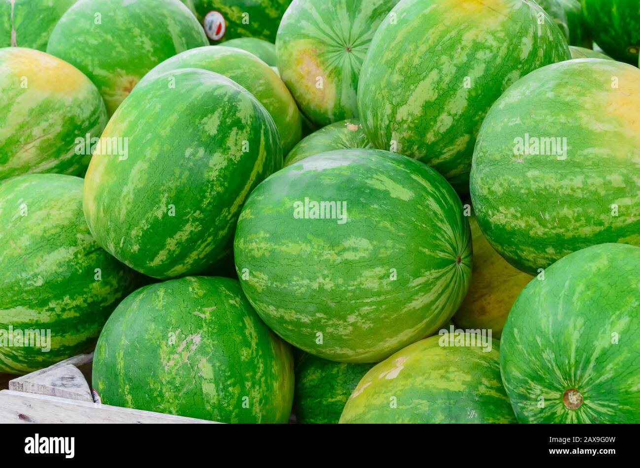 Bunch of raw whole watermelons background at farmer market in America ...