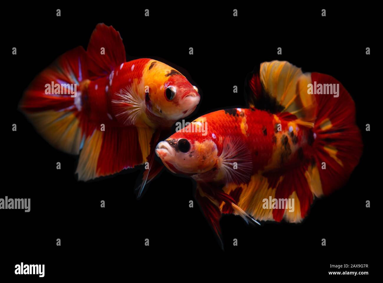 Fancy koi galaxy betta or siamese fighting fish with black background ...