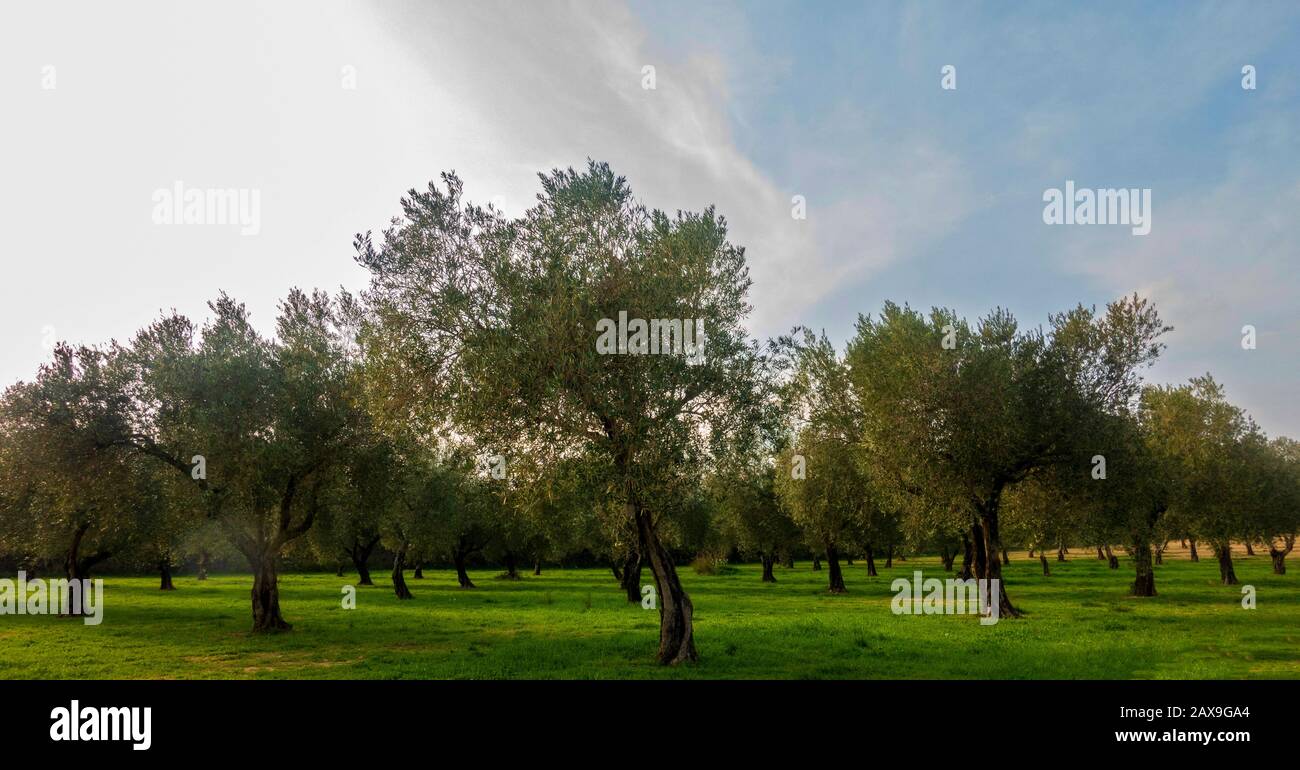 Sant mateu spain castellón hi-res stock photography and images - Alamy