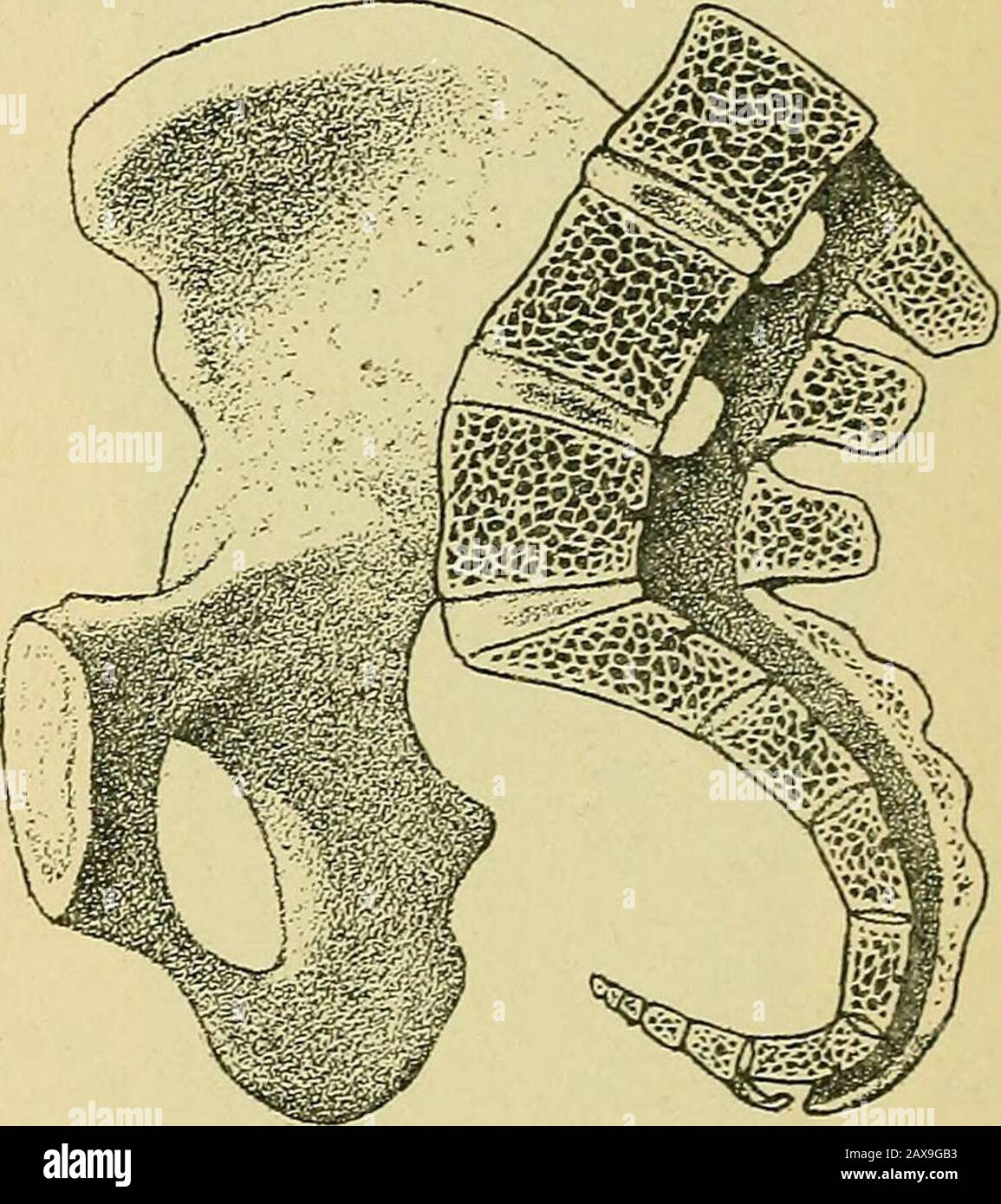 The practice of obstetrics, designed for the use of students and ...
