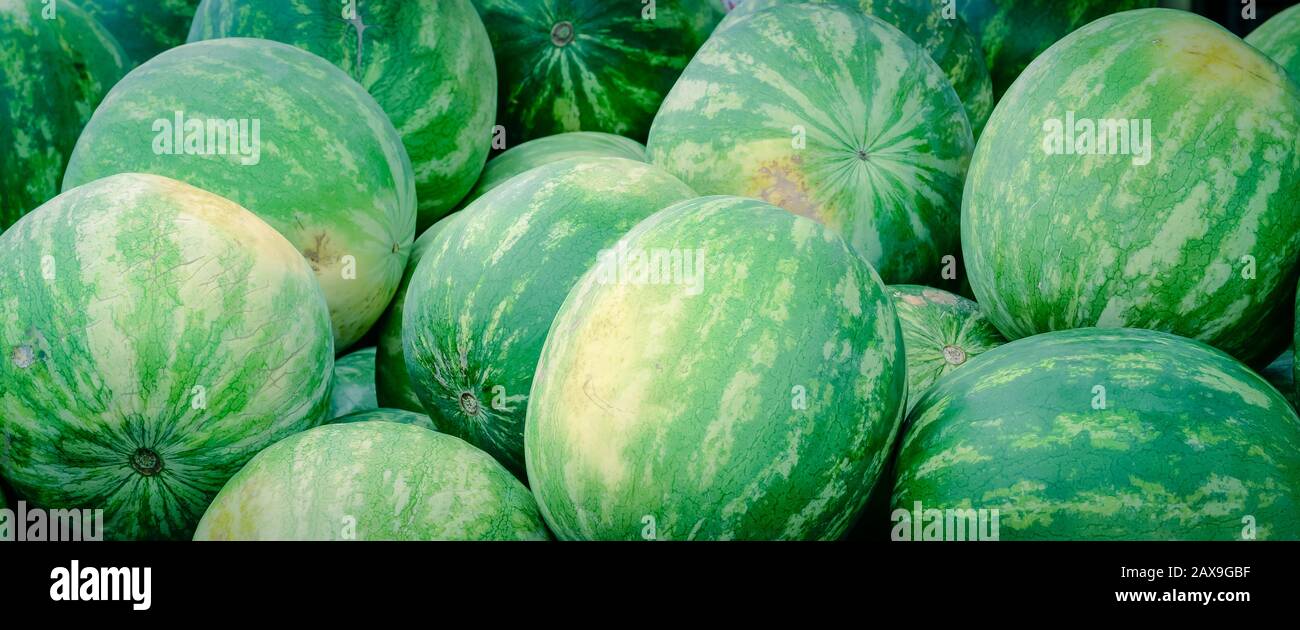 Panoramic background bunch of raw whole watermelons at farmer market in ...