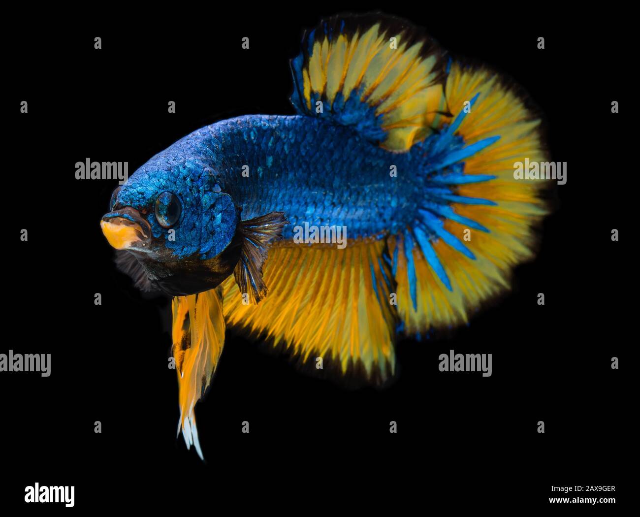 Fancy koi galaxy betta or siamese fighting fish with black background ...