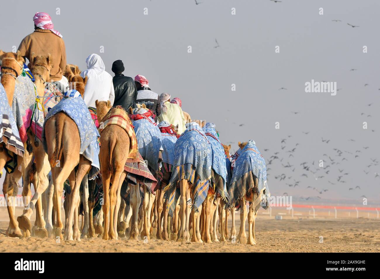 Camel care taker hi-res stock photography and images - Alamy