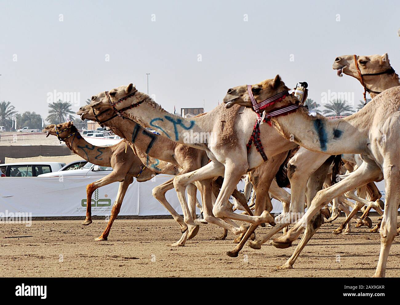Culture and heritage uae hi-res stock photography and images - Alamy