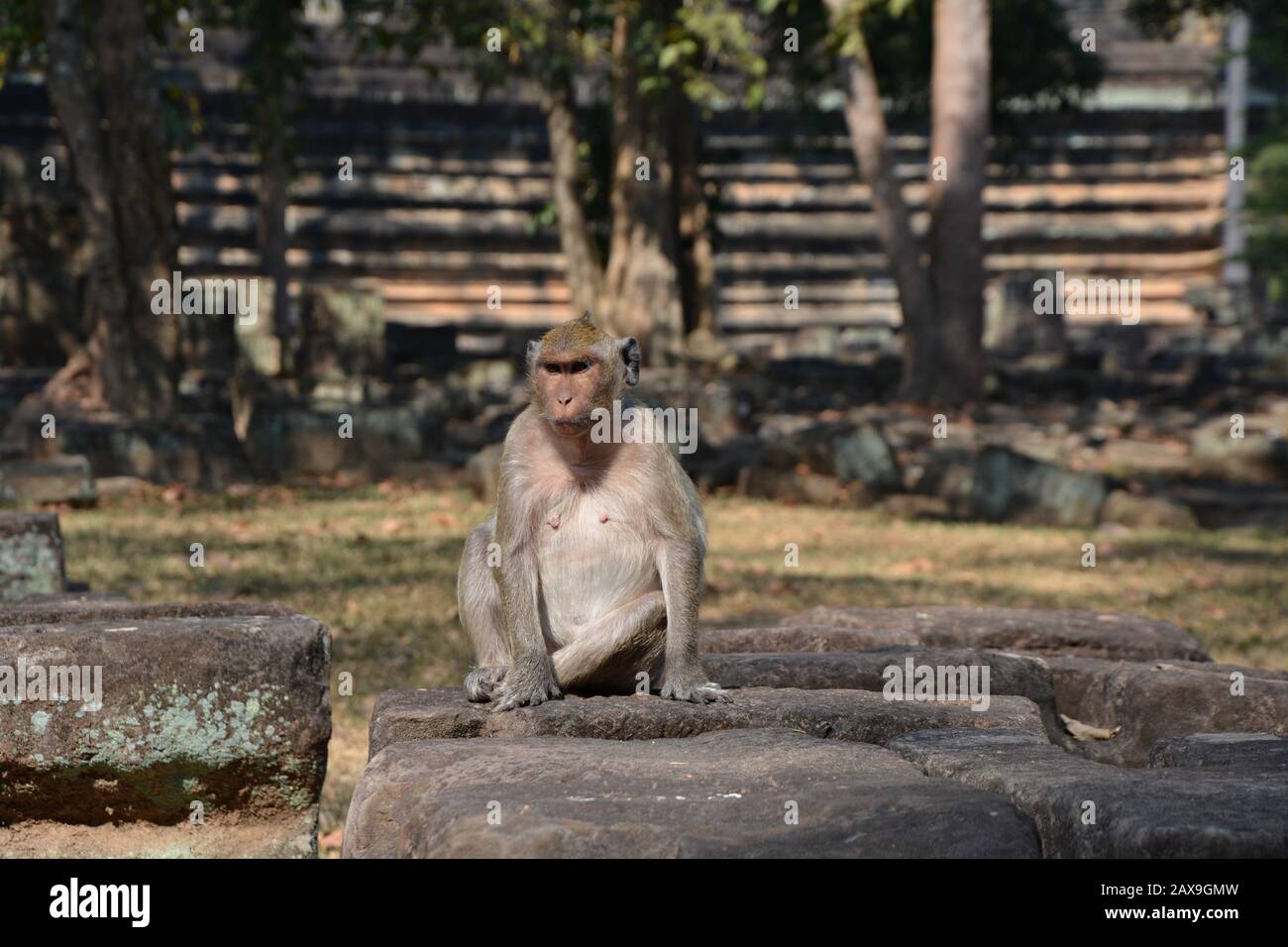 Beauty monkey hi-res stock photography and images - Alamy