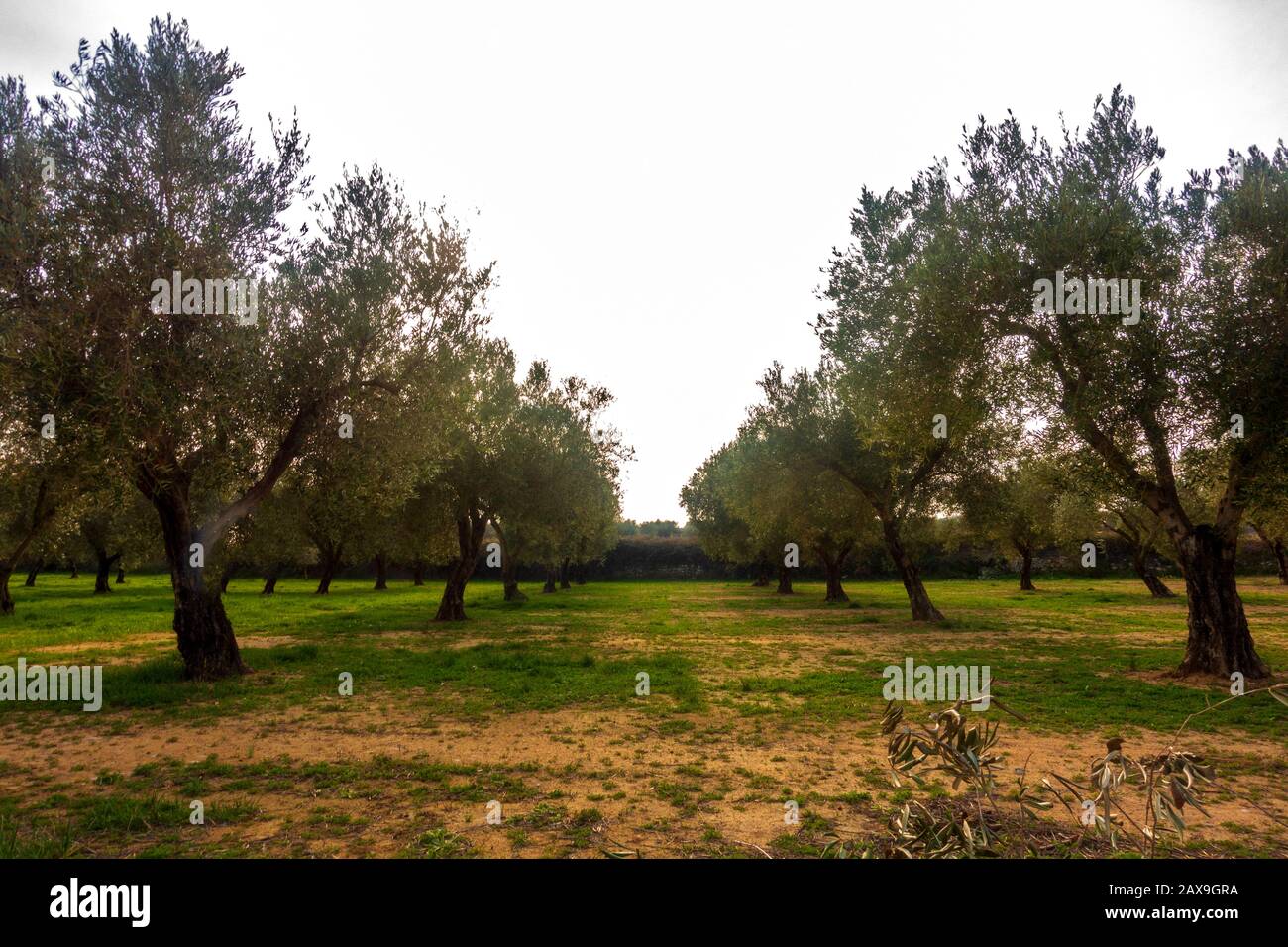 The surroundings of the town of Sant Mateu, Spain Stock Photo - Alamy