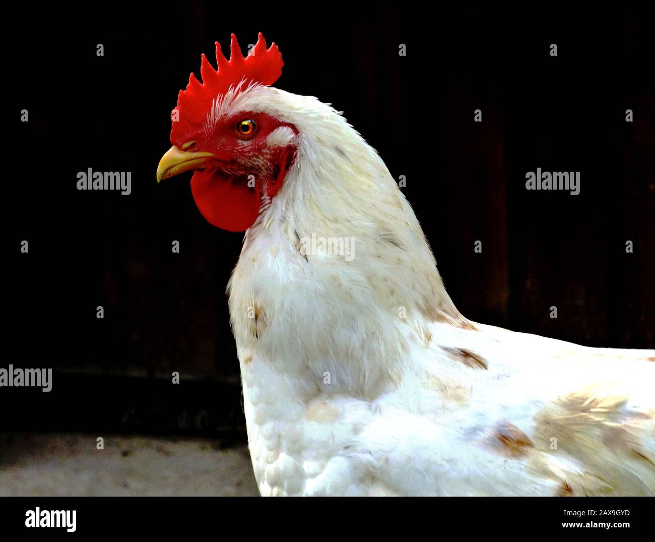 white hen head in profile view with bright red crest and dark blurry ...