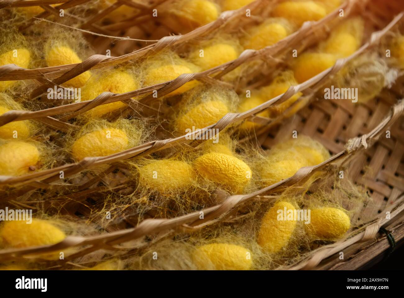 Silkworm production thailand hi-res stock photography and images - Alamy