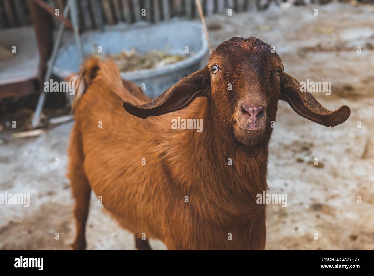 Brown goat in winter farm with outdoor low lighting Stock Photo - Alamy