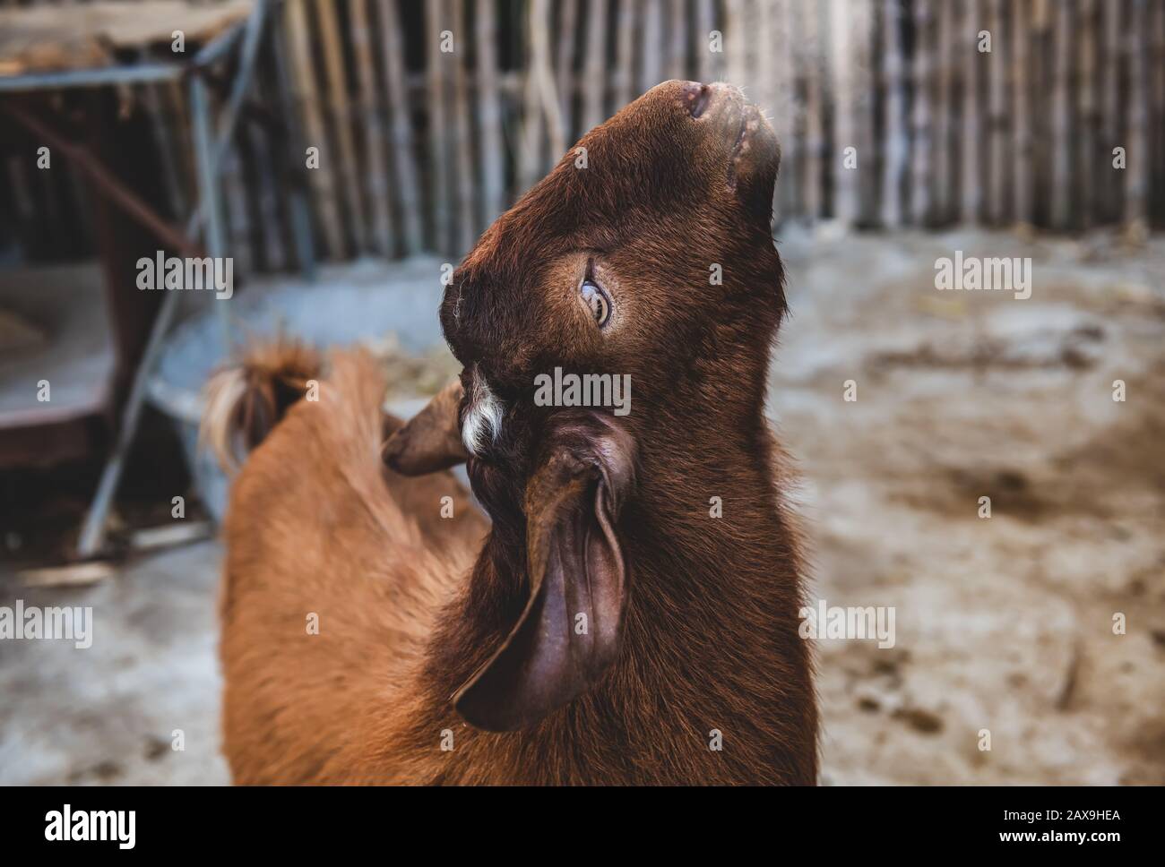 Goat in the farm hi-res stock photography and images - Alamy