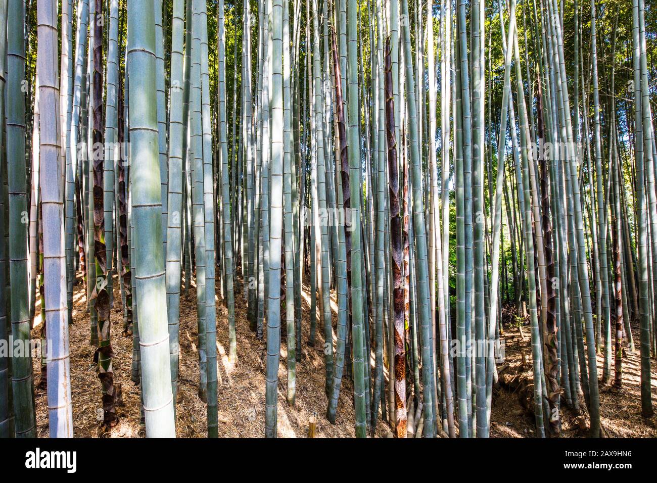 Arashiyama Bamboo Forest in Southern Kyoto Japan Stock Photo - Alamy