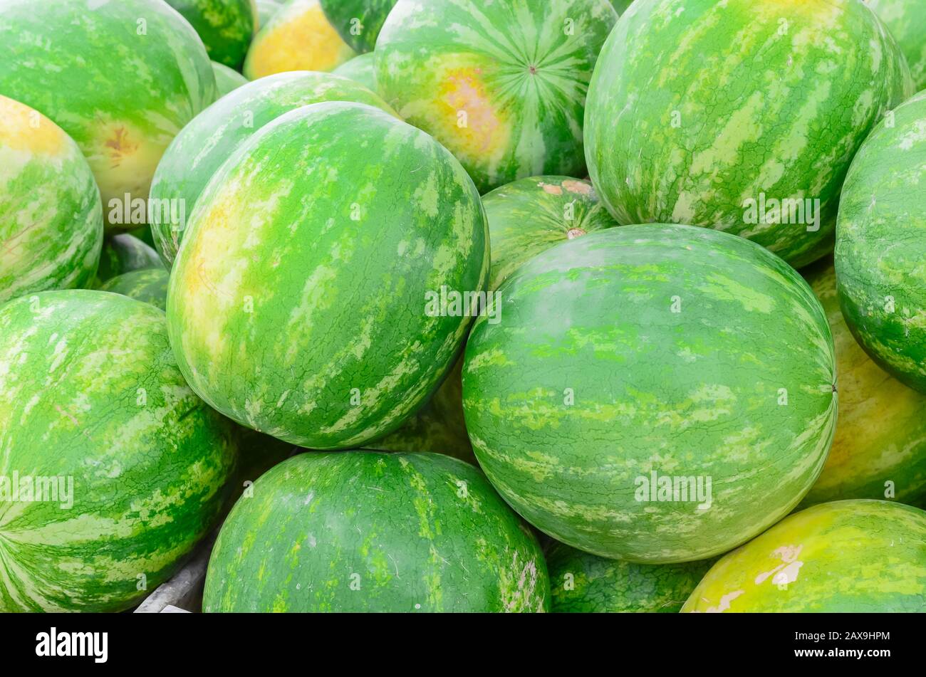 Bunch of raw whole watermelons background at farmer market in America ...