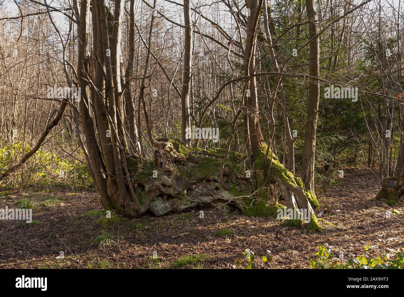 Toppled old mature Fagus sylvatica beech tree tipped over sprouts new ...