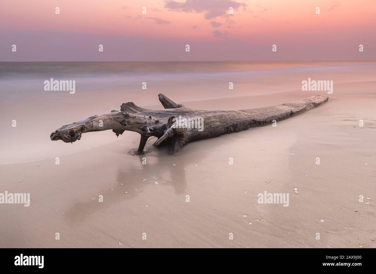 Dried tree log on the beach with outdoor low sunset lighting Stock ...