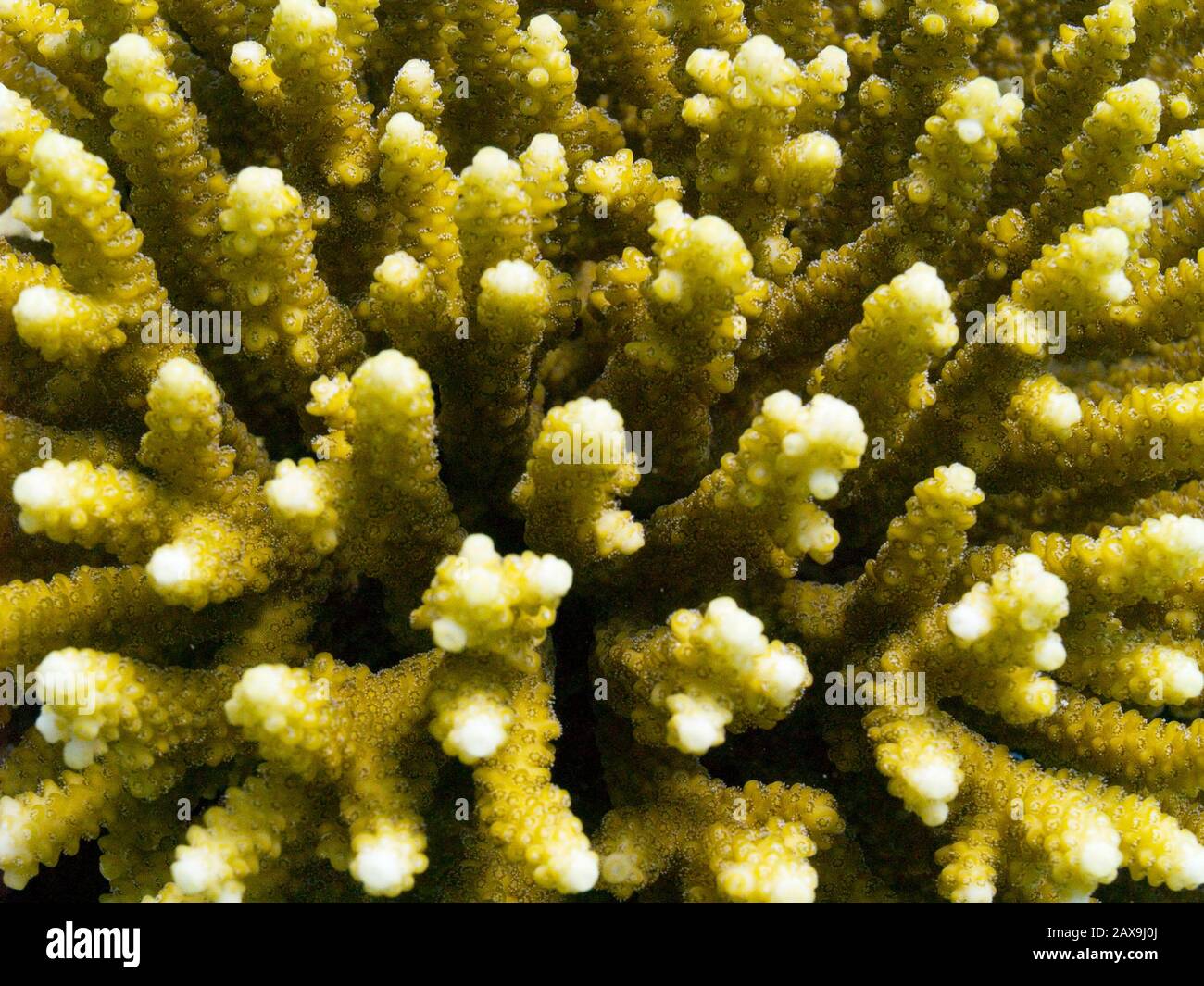 Finger coral adorns the reef in Marsa Alam in the Red Sea, Egypt Stock ...
