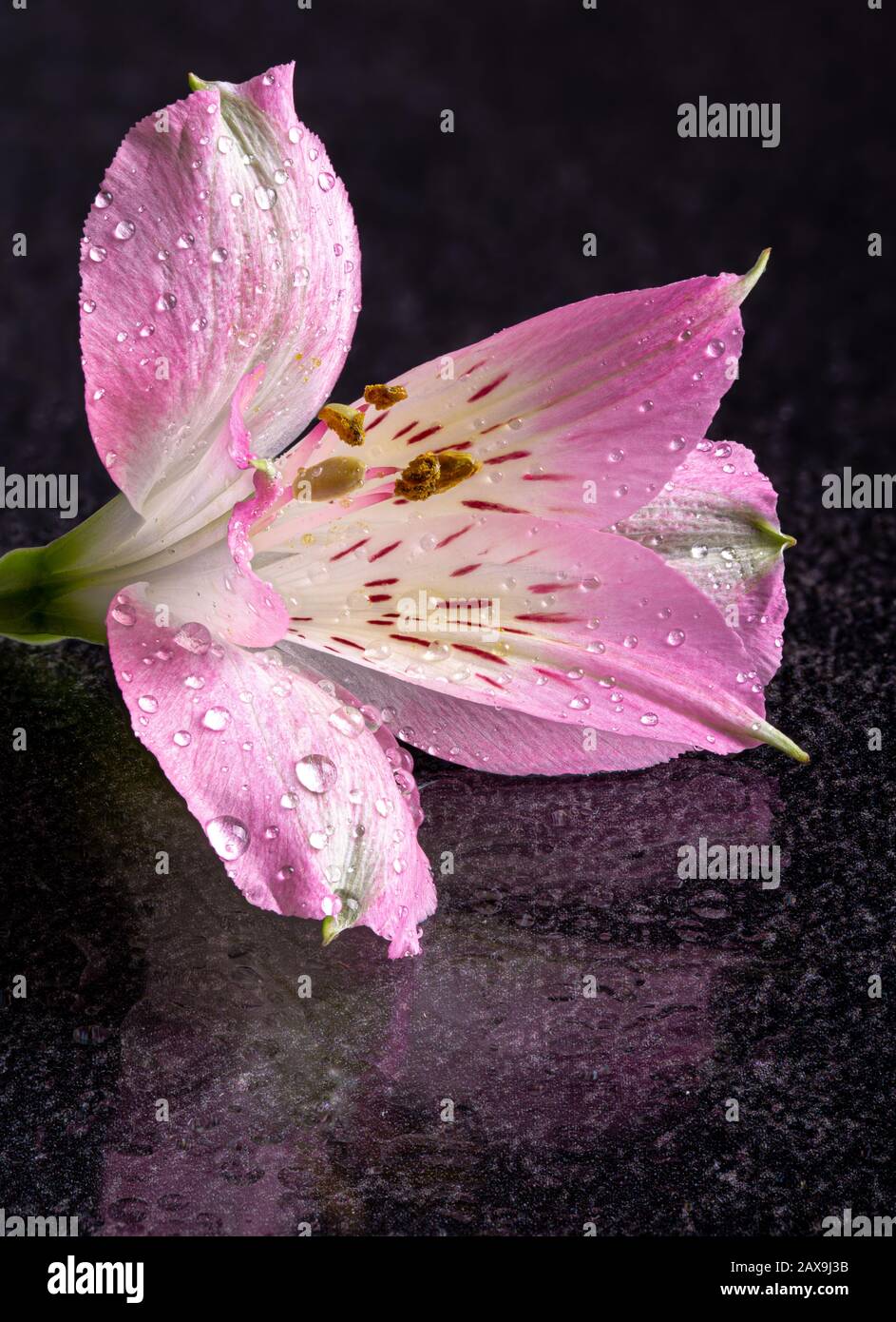 Closeup of a beautiful pink peruvian lily flower on a black background ...