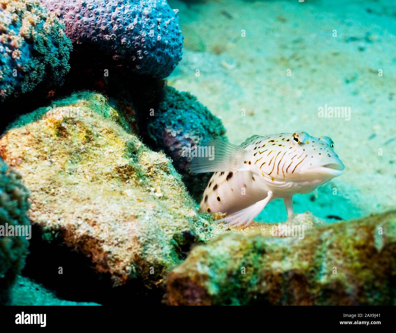 Lizard fish hi-res stock photography and images - Alamy