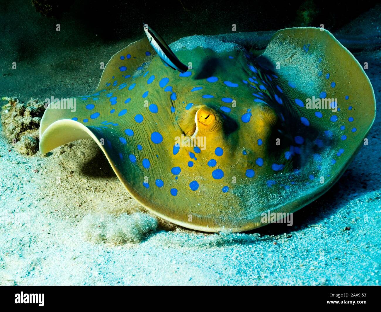 A blue-spotted stingray or lagoon ray scims across the sand on a reef ...