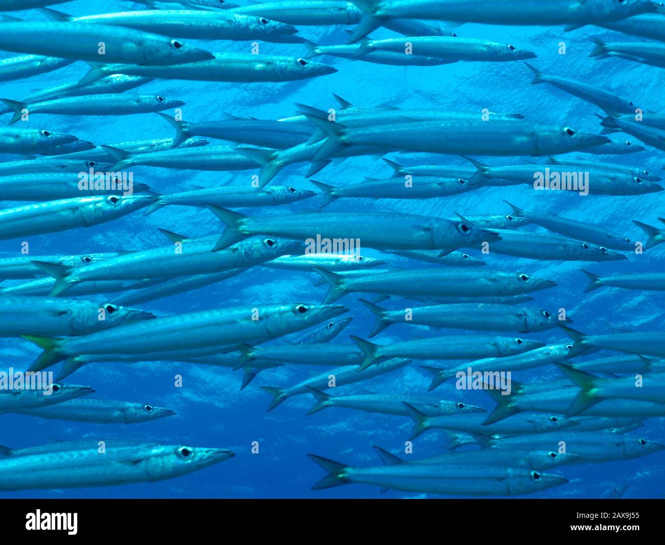 Yellow Tail Barracuda