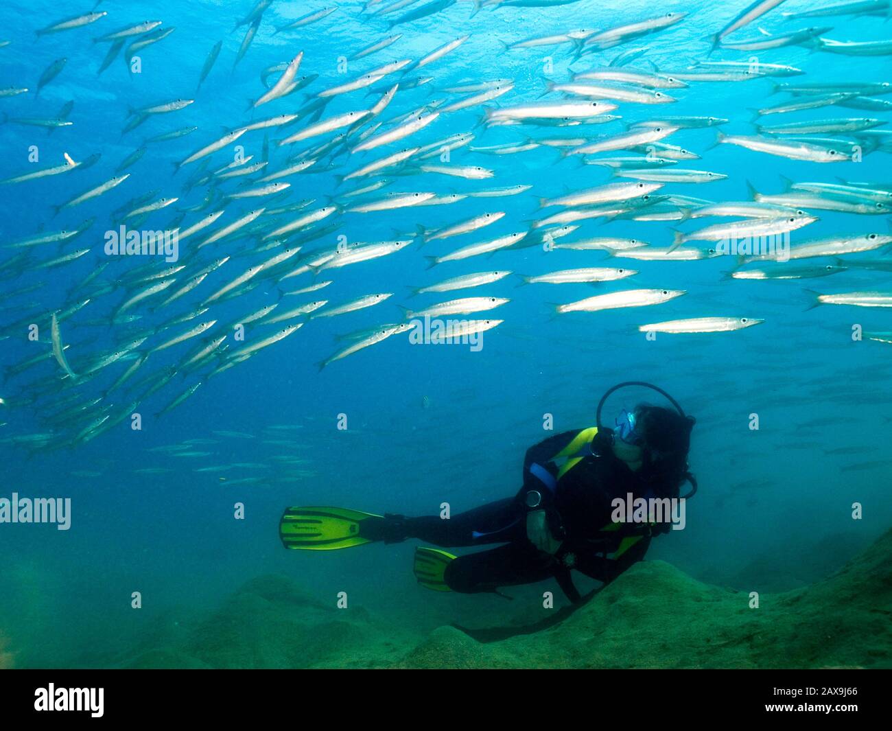 Yellowtail barracuda swarm over the head of a diver in Marsa Alam ...