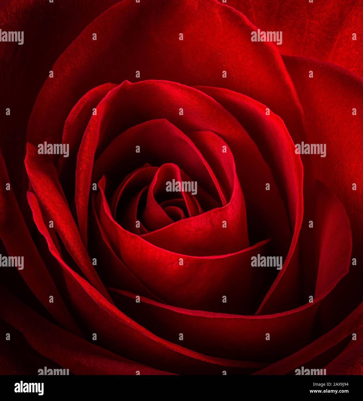 Beautiful red rose flower hi-res stock photography and images - Alamy