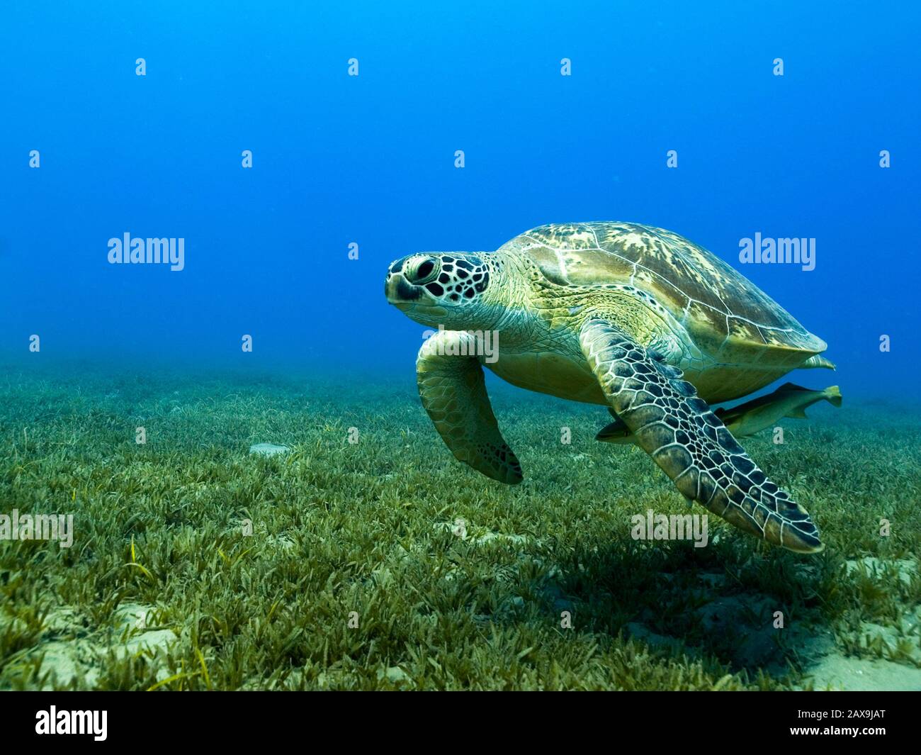 A hawksbill turtle in Marsa Alam in the Red Sea, Egypt Stock Photo - Alamy
