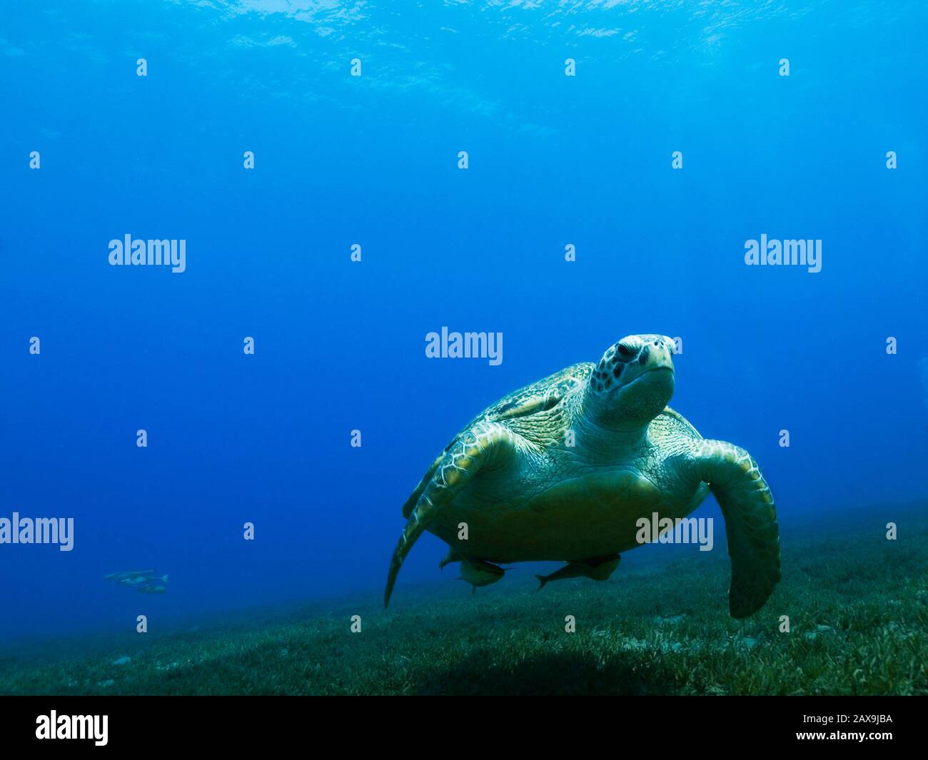 A hawksbill turtle in Marsa Alam in the Red Sea, Egypt Stock Photo - Alamy