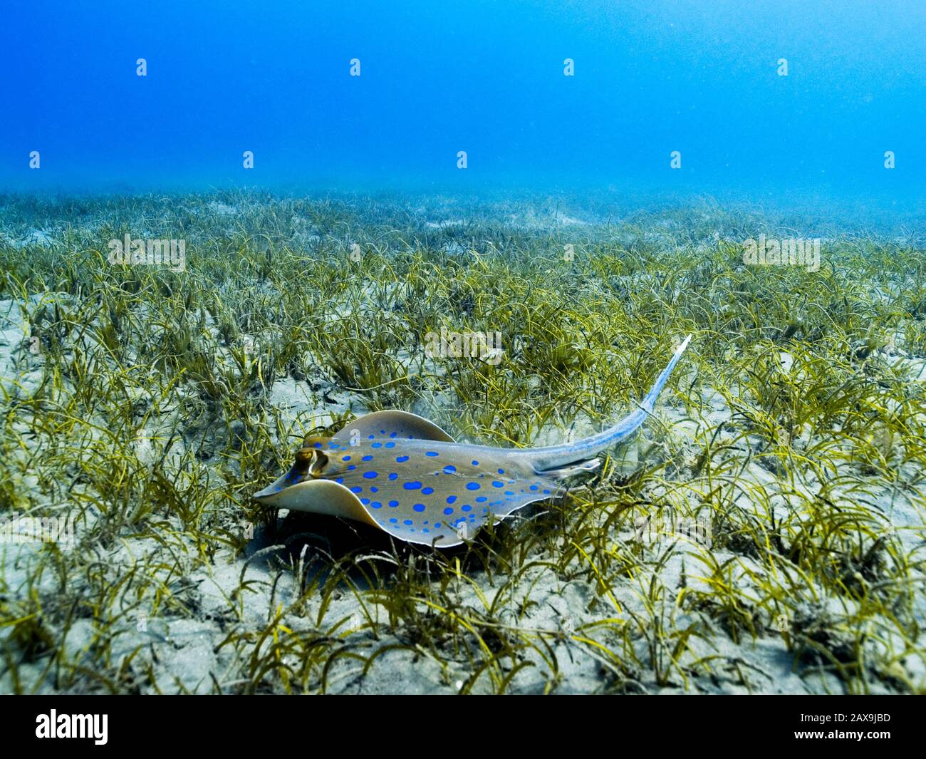 A blue-spotted stingray or lagoon ray scims across the seabed on a reef ...