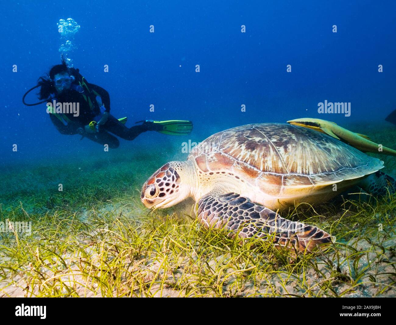 Divers observe a grazing green turtle in Marsa Alam in the Red Sea ...