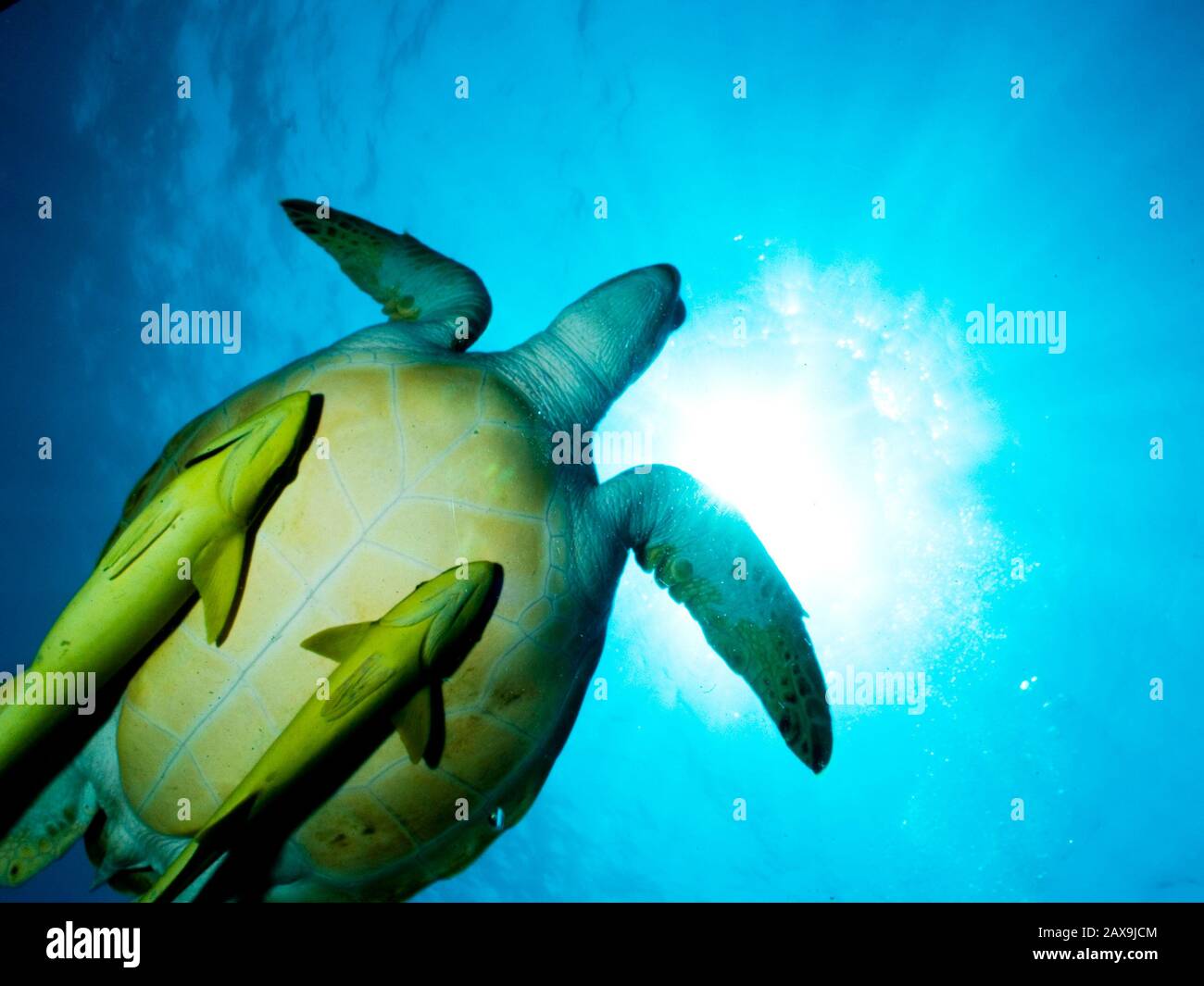 A green turtle passes under the sun in Marsa Alam, Egypt Stock Photo ...