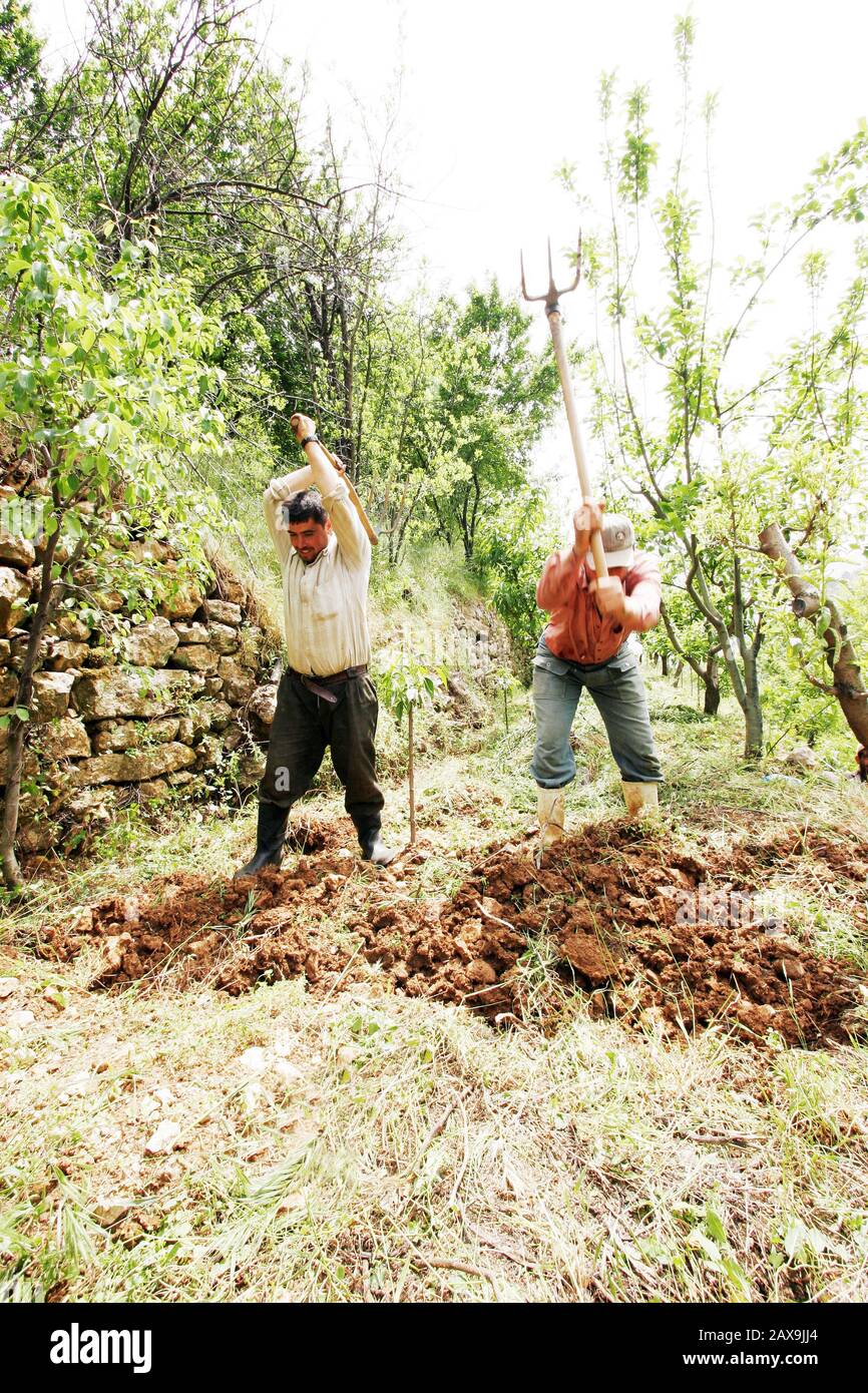 Lebanese farmers hi-res stock photography and images - Alamy