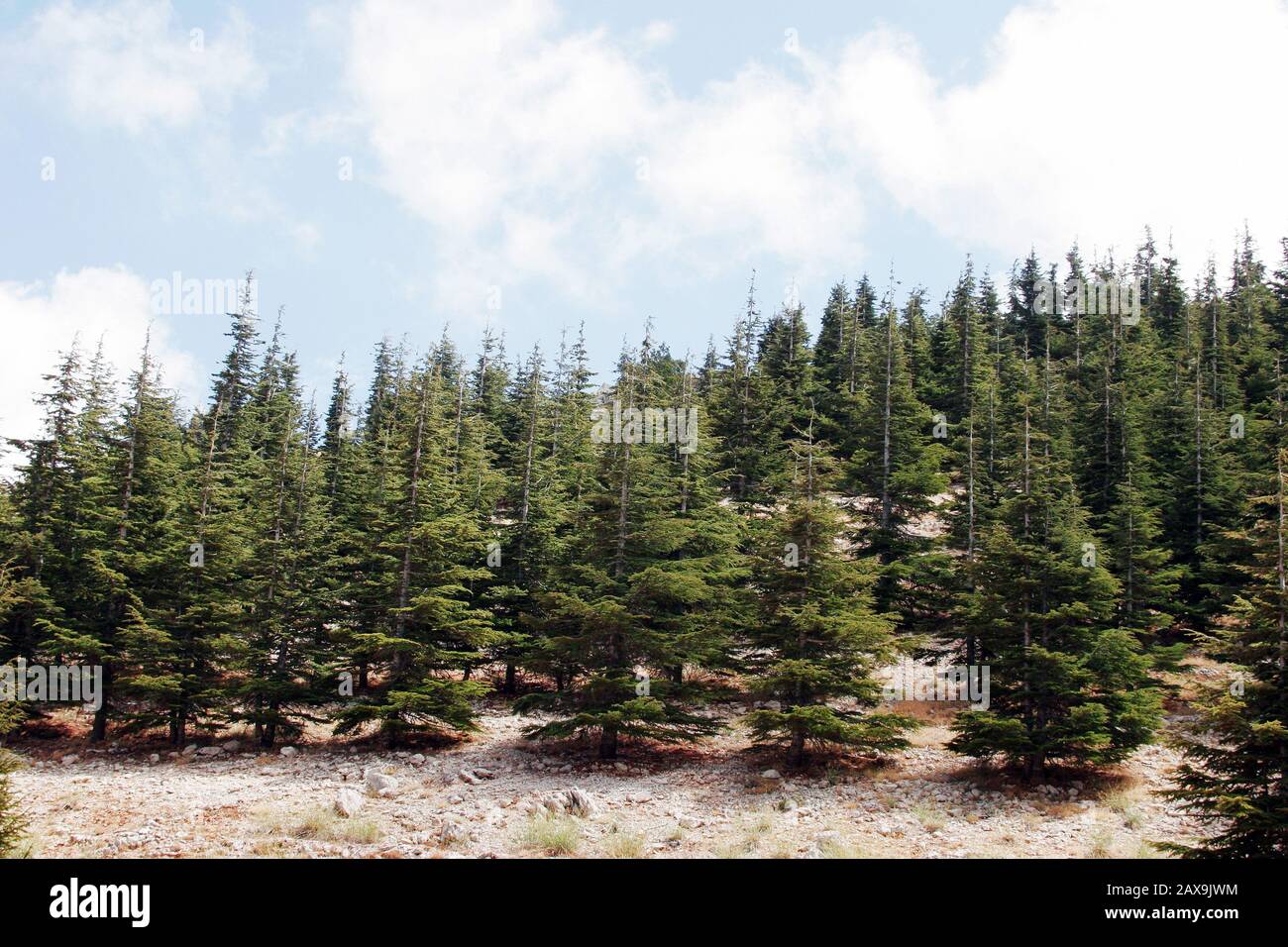 Barouk forest hi-res stock photography and images - Alamy