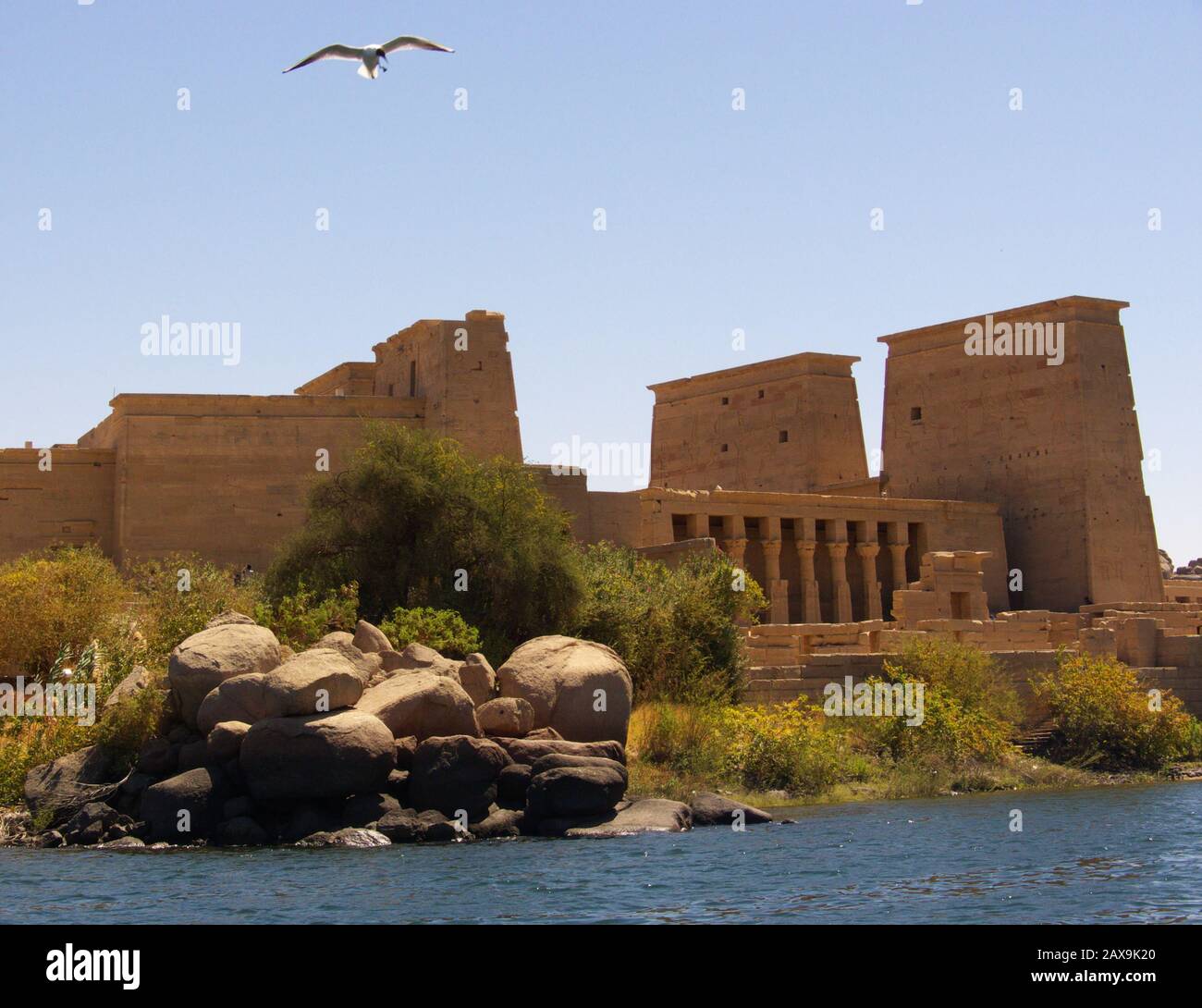 Aswan bird hi-res stock photography and images - Alamy