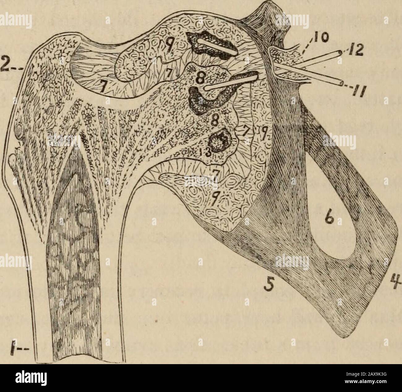 Chicago medical journal and examiner . perpendicular line of the body ...