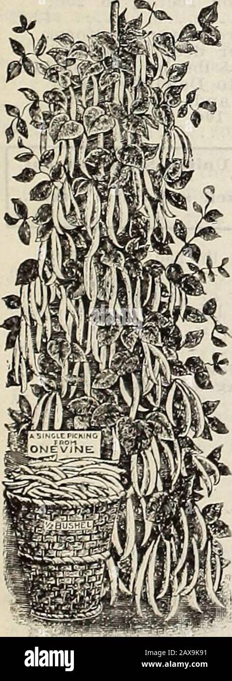 Bushel green beans hi-res stock photography and images - Alamy