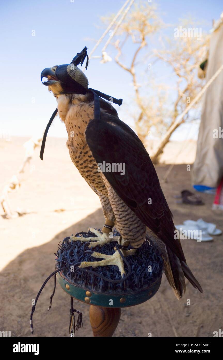 Tether animals hi-res stock photography and images - Alamy