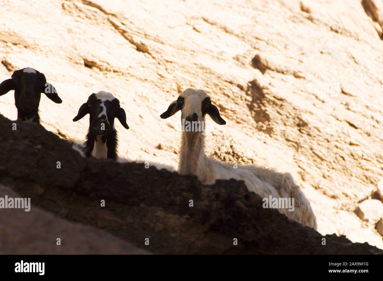Goats mammal mammals animal animals wildlife bovidae nature hi-res ...