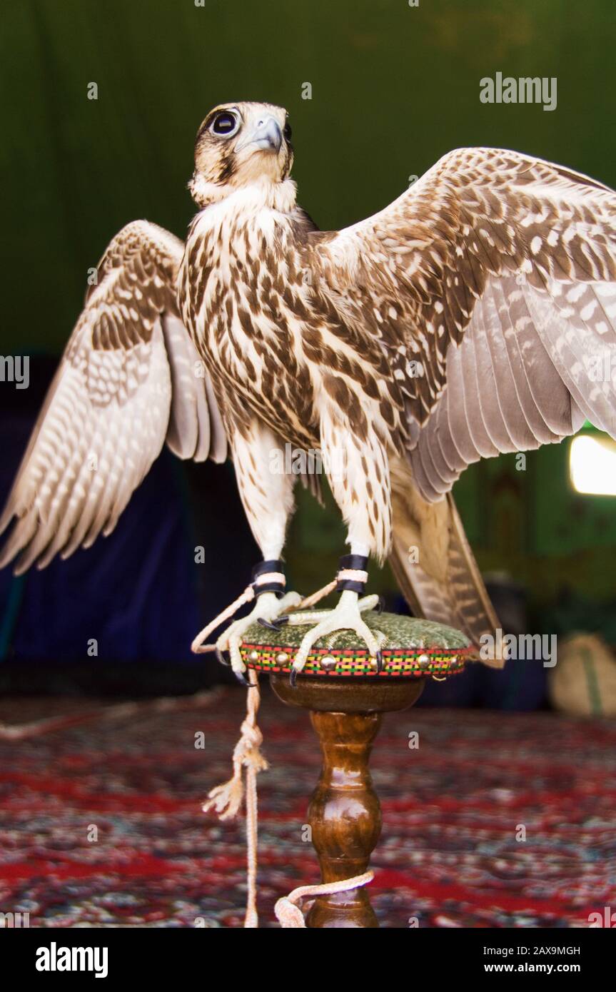 Creatures limbs hi-res stock photography and images - Alamy