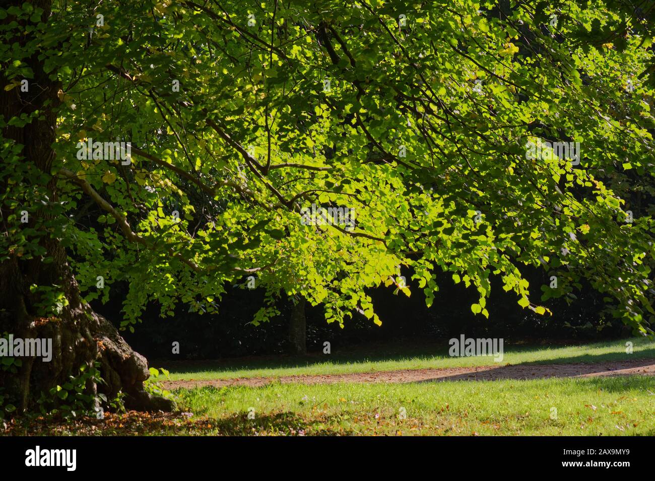 Bright green tree leaves in morning sunlight against dark background ...