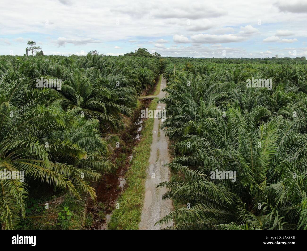 The Palm Oil Estates at Sarawak, the Borneo Island, Malaysia Stock ...