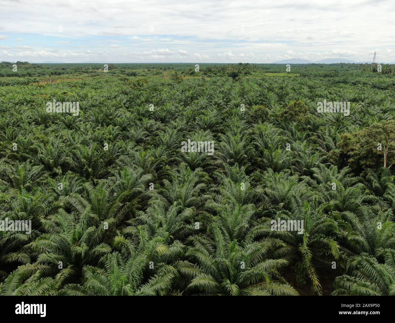 The Palm Oil Estates at Sarawak, the Borneo Island, Malaysia Stock ...