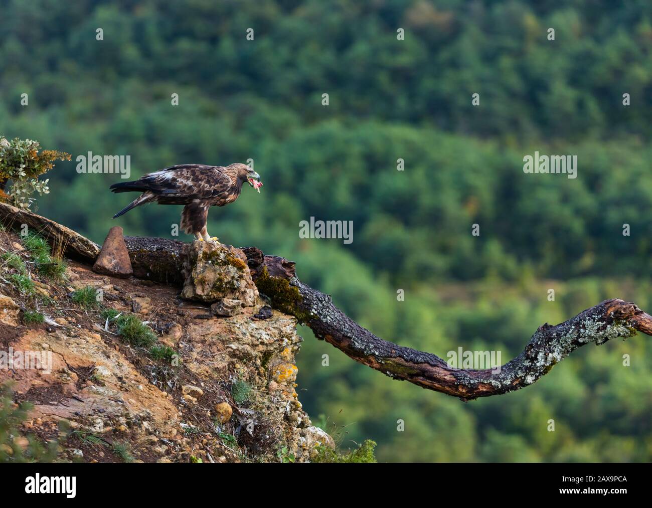 Golden eagle - AGUILA REAL(Aquila chrysaetos Stock Photo - Alamy