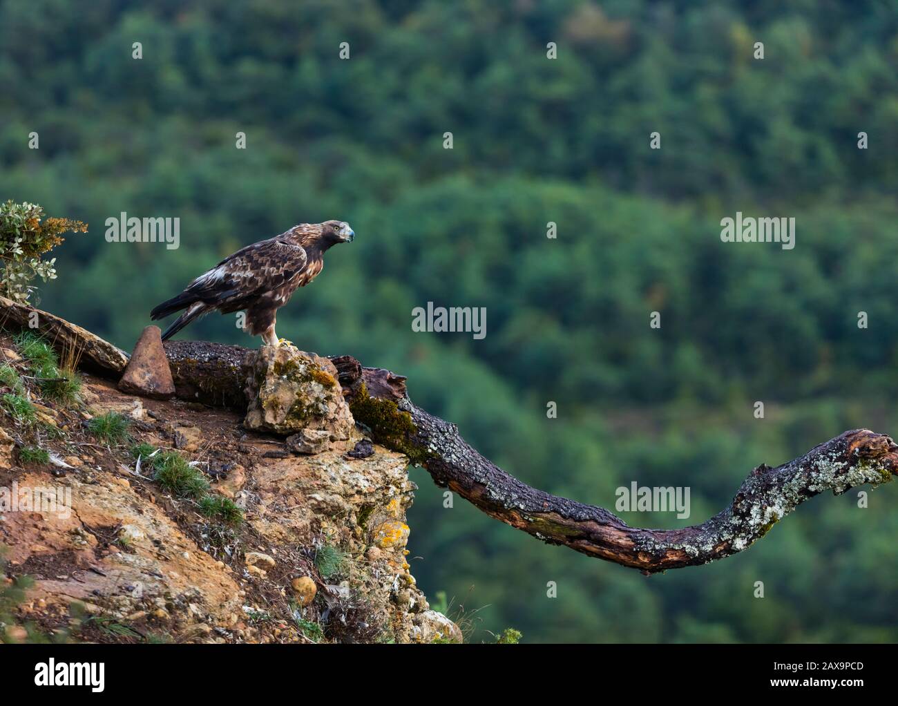 Golden eagle - AGUILA REAL(Aquila chrysaetos Stock Photo - Alamy