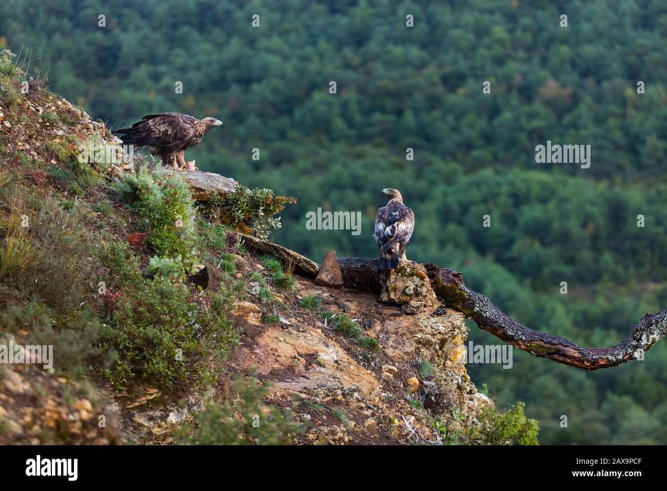 Golden eagle - AGUILA REAL(Aquila chrysaetos Stock Photo - Alamy