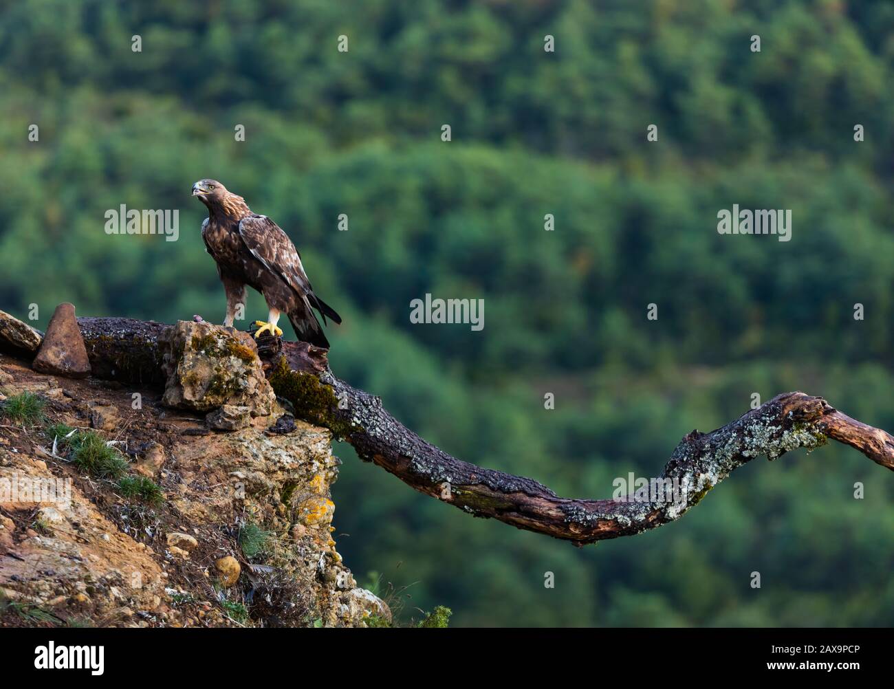 Golden eagle - AGUILA REAL(Aquila chrysaetos Stock Photo - Alamy