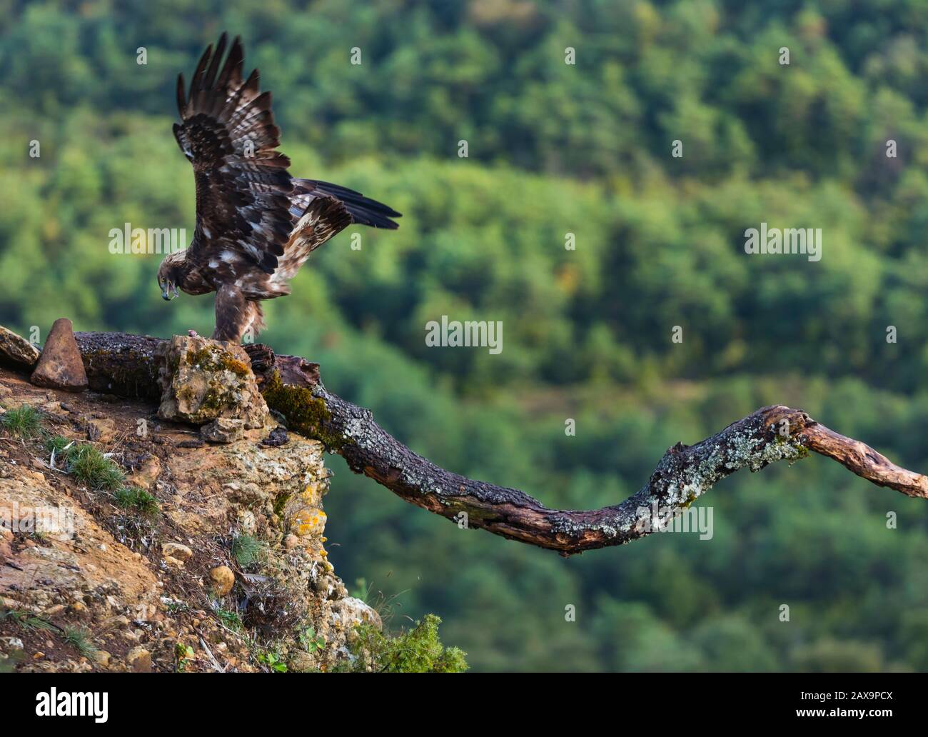 Golden eagle - AGUILA REAL(Aquila chrysaetos Stock Photo - Alamy