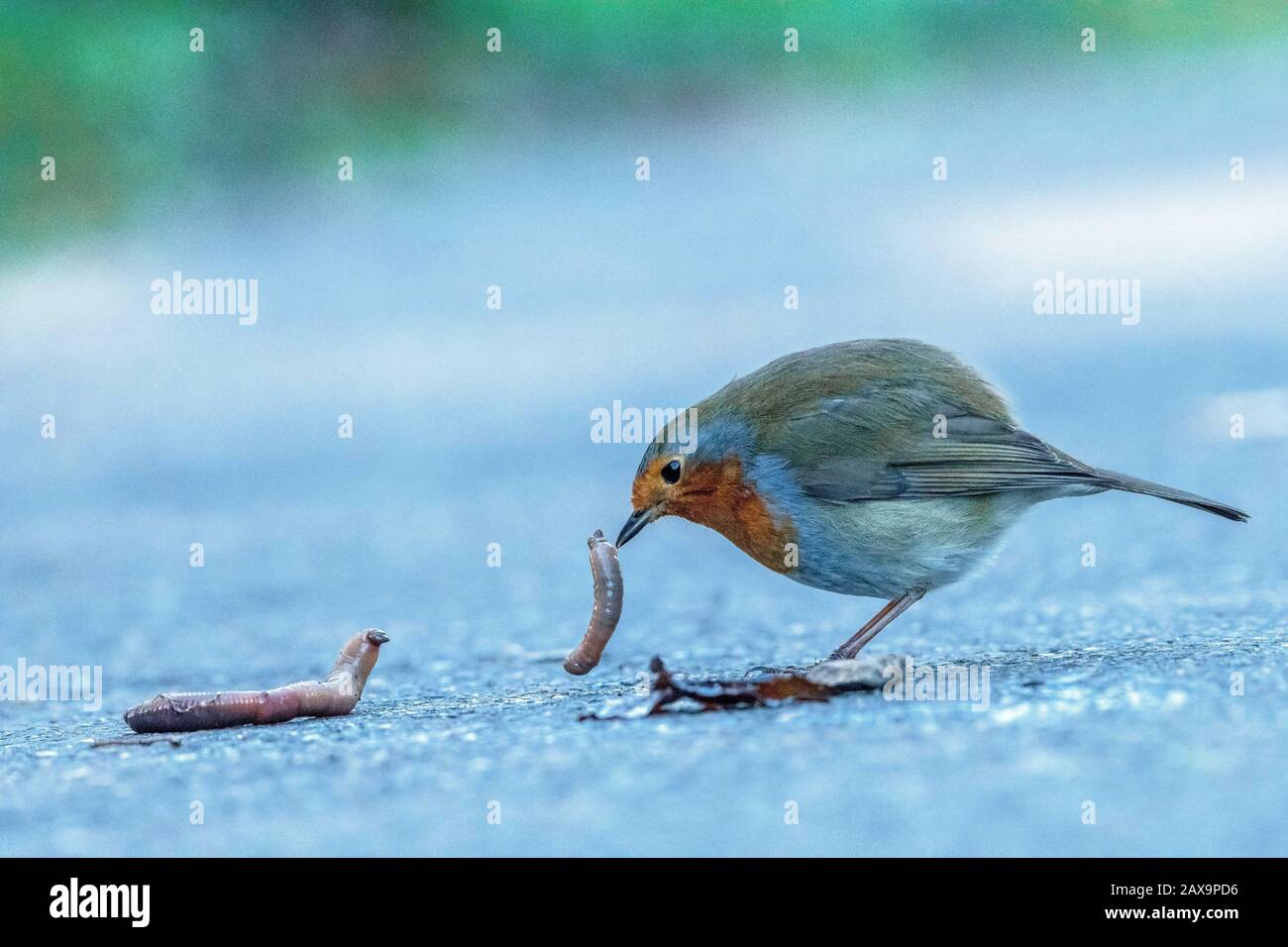 Red robin eat worm on the path Stock Photo - Alamy